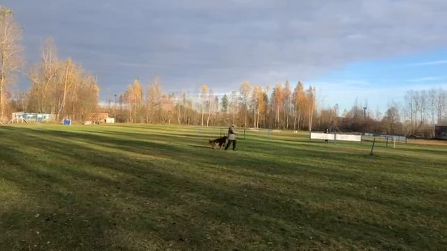 1.  выражено/перв ТАЛАНТЭЛ ВОЛАНД (Maximus v. Bierstadter Hof – Голдвинд Фридерайк Ингиборга Абигаль