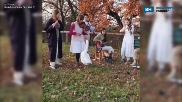 Гусь с талантом в усадьбе под Владимиром гусь Юлий восхищает местных своим пением