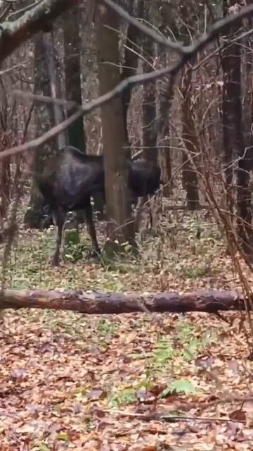 В лесу возле ЖК «Измайловский лес» местные жители встретили лосей.
