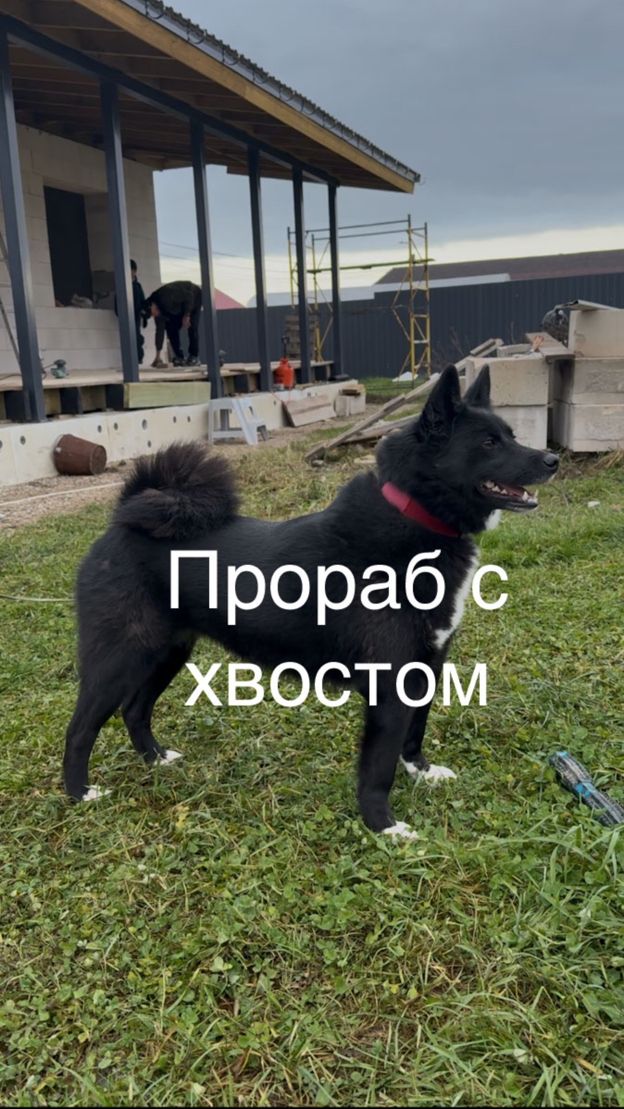 Прораб с хвостом: как лайка стройку охраняет