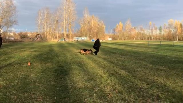 6.  выражено/перв GERMIONA W. NATI KIRSHEN (Timaro v. Frosten – Кассандра Супер Агент)