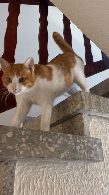 Кипр, Ларнака, котик в подъезде