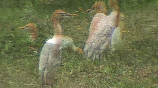 Доминутки ))) Египетские цапли в Южном Приморье