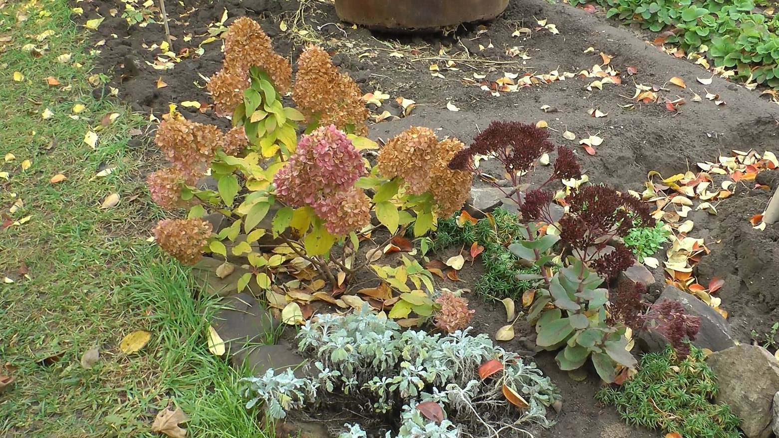 Подготовка цветников к зиме