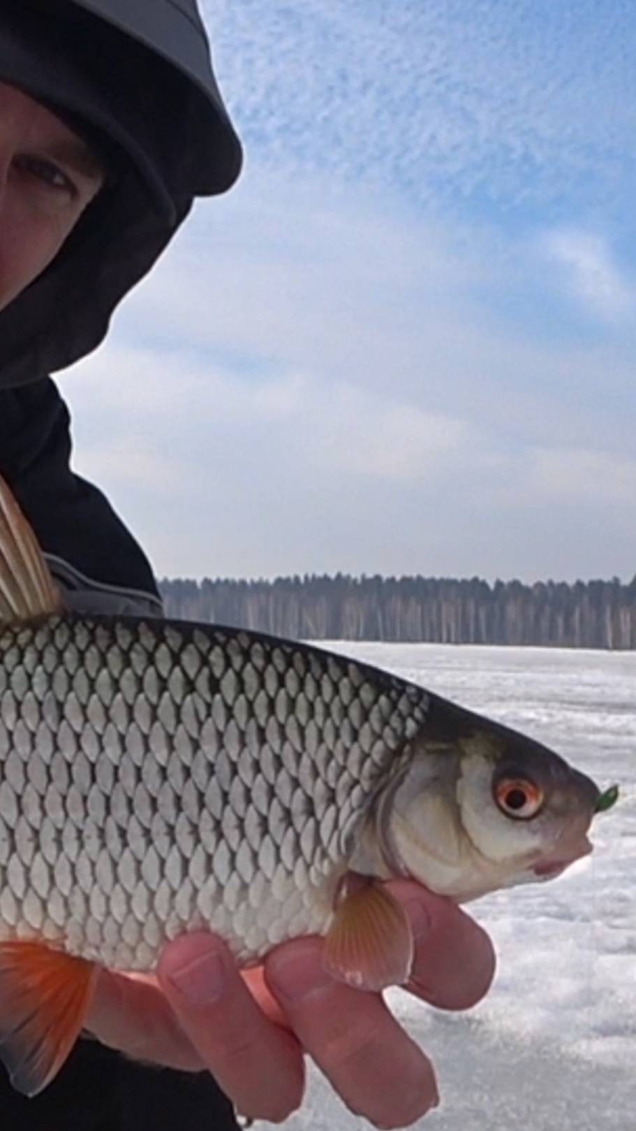 ПОИМКА КРУПНОЙ ПЛОТВЫ НА БЕЗМОТЫЛКУ. ЧТО ОНА ТВОРИТ!