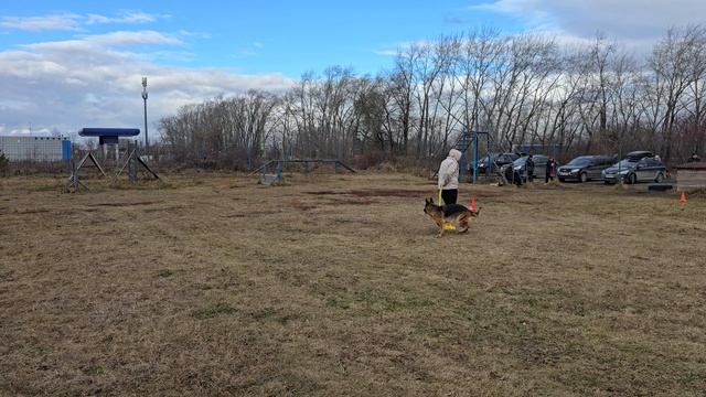 11.  выражено/перв ДЖАГА-ДЖАГА ИЗ БЕЛОГО ЯРА (Per v. Team Huhnegrab – О*Фэличита из Белого Яра)