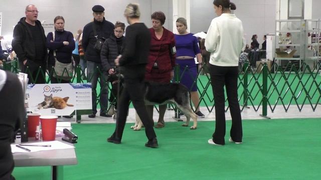 Каспер Кайс с Печатью Велеса