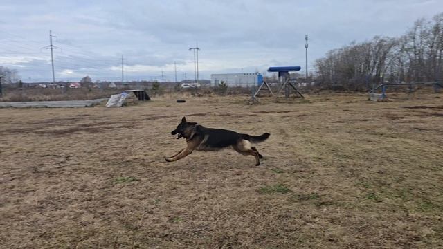 6.  выражено/перв STEEL INSIDE ISFET (Ромео из Новой Сибири – Guerra di Fosco Aidas)