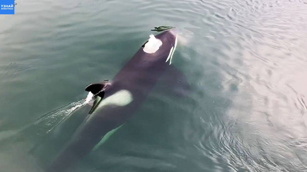 Семья косаток приплыла поздороваться с людьми!