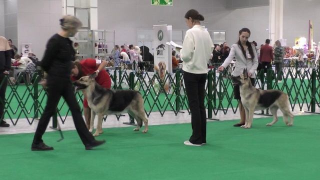 Моншер Вирсаль Фореста