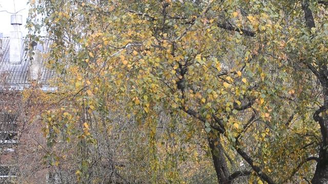 Стайка больших синиц на березе 245854841