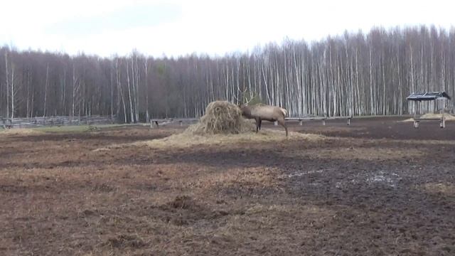 Экоферма в Рыбно Слободском районе.