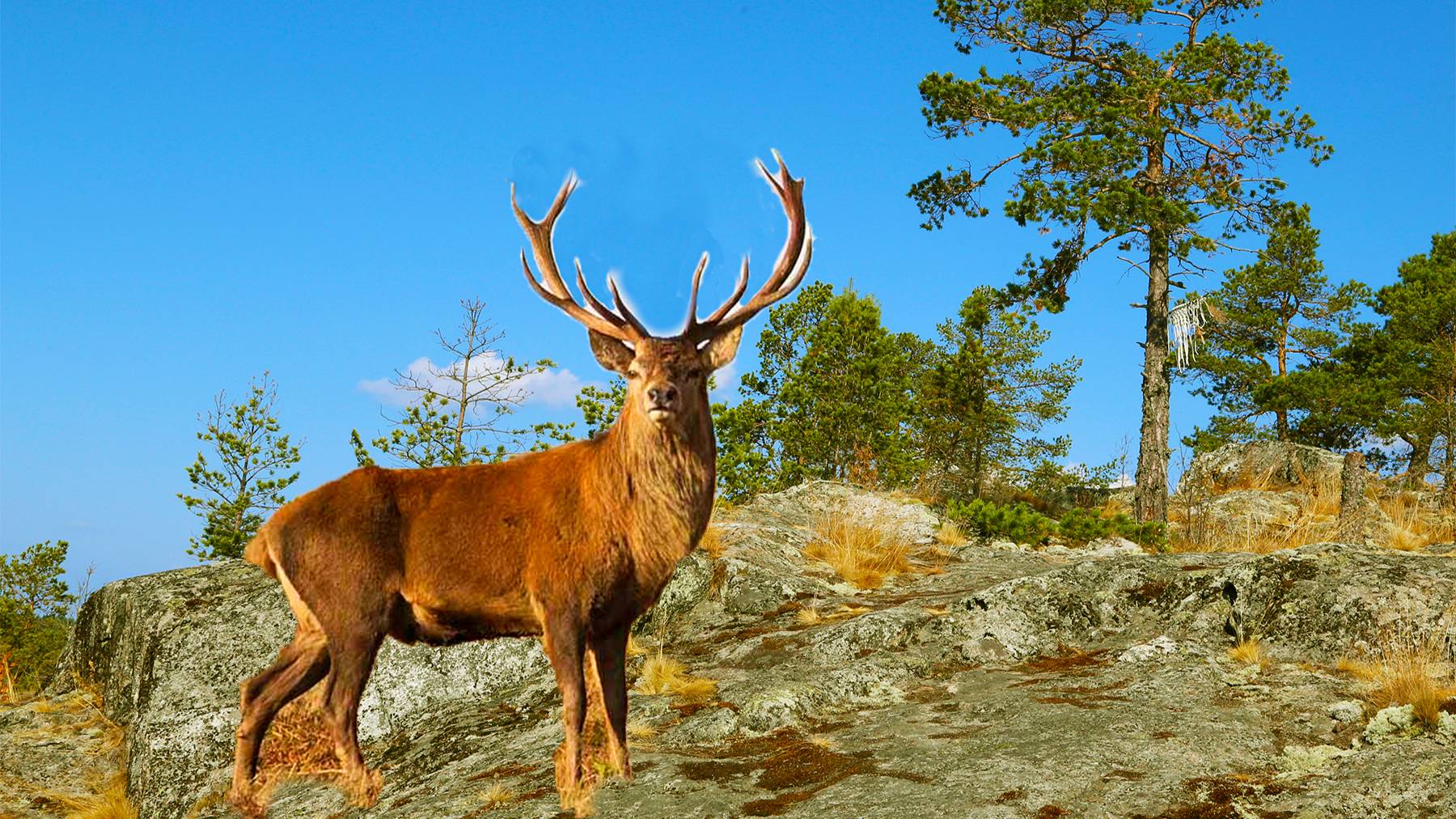 Хаски, олени, лоси, водопады - знакомство с жизнью саамов и карел.