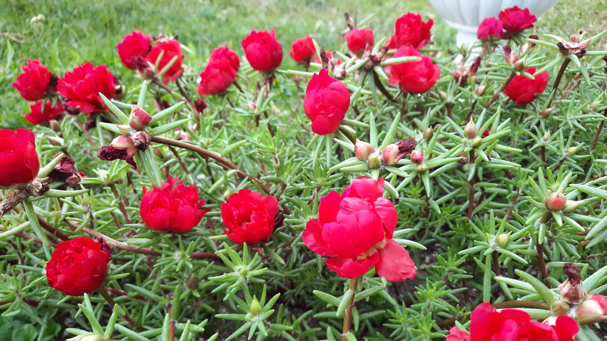 Выращивание крупноцветкового Портулака от посева до цветения