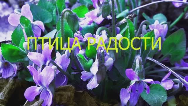 ИГОРЬ ПШЕНИЧНЫХ. Птица Радости.