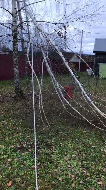 Обрезали березу