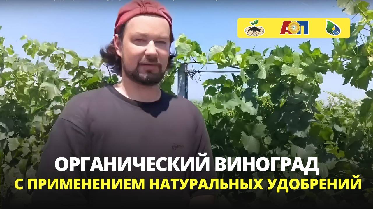 Органический виноград с применением натуральных удобрений Черный Жемчуг и Белый Жемчуг