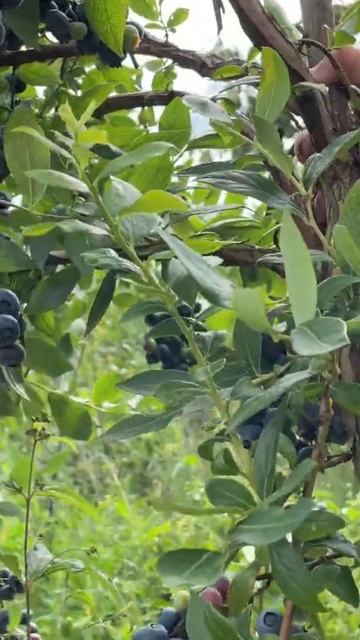 Саженцы голубики Ранние Средние и Поздние сорта с питомника Small Gardens