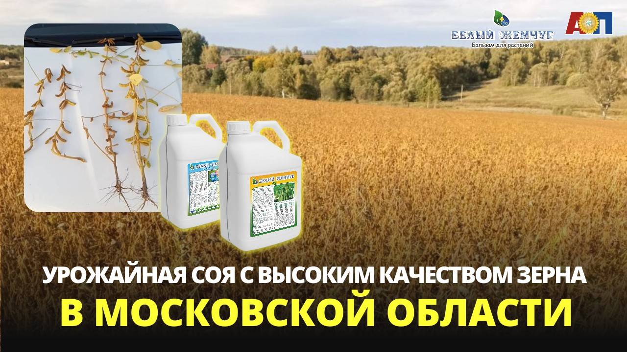 Урожайная соя с высоким качеством зерна в Московской области