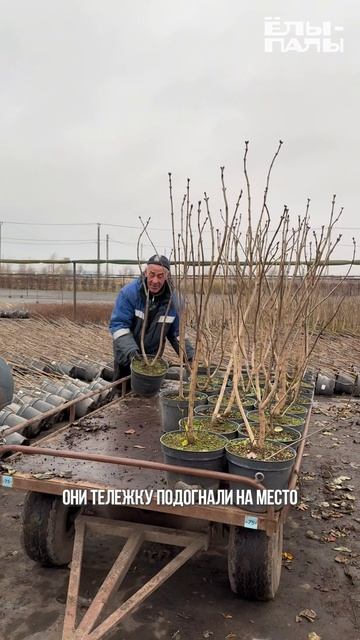 Экономим 5 секунд на каждом растении!