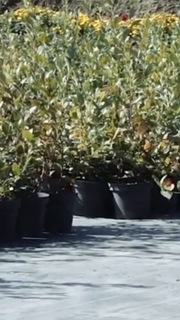 Саженцы голубики Ранние Средние и Поздние сорта с питомника Small Gardens