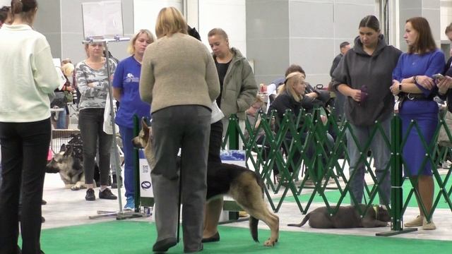 Стивит Армаст Шок Кирра