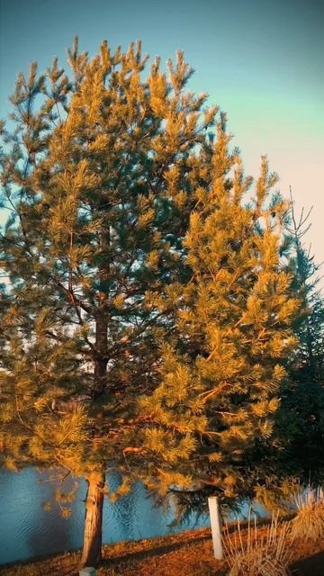 Сосна на ветру