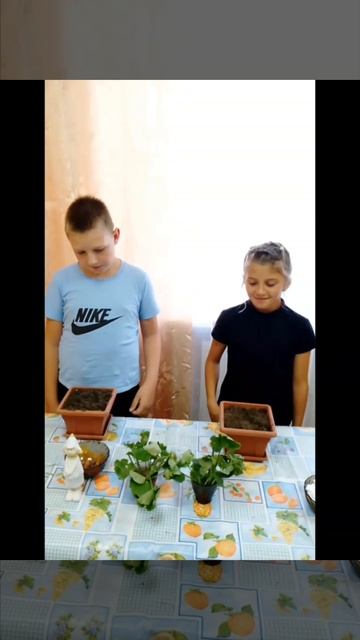 посадка герани Зверев Штефан