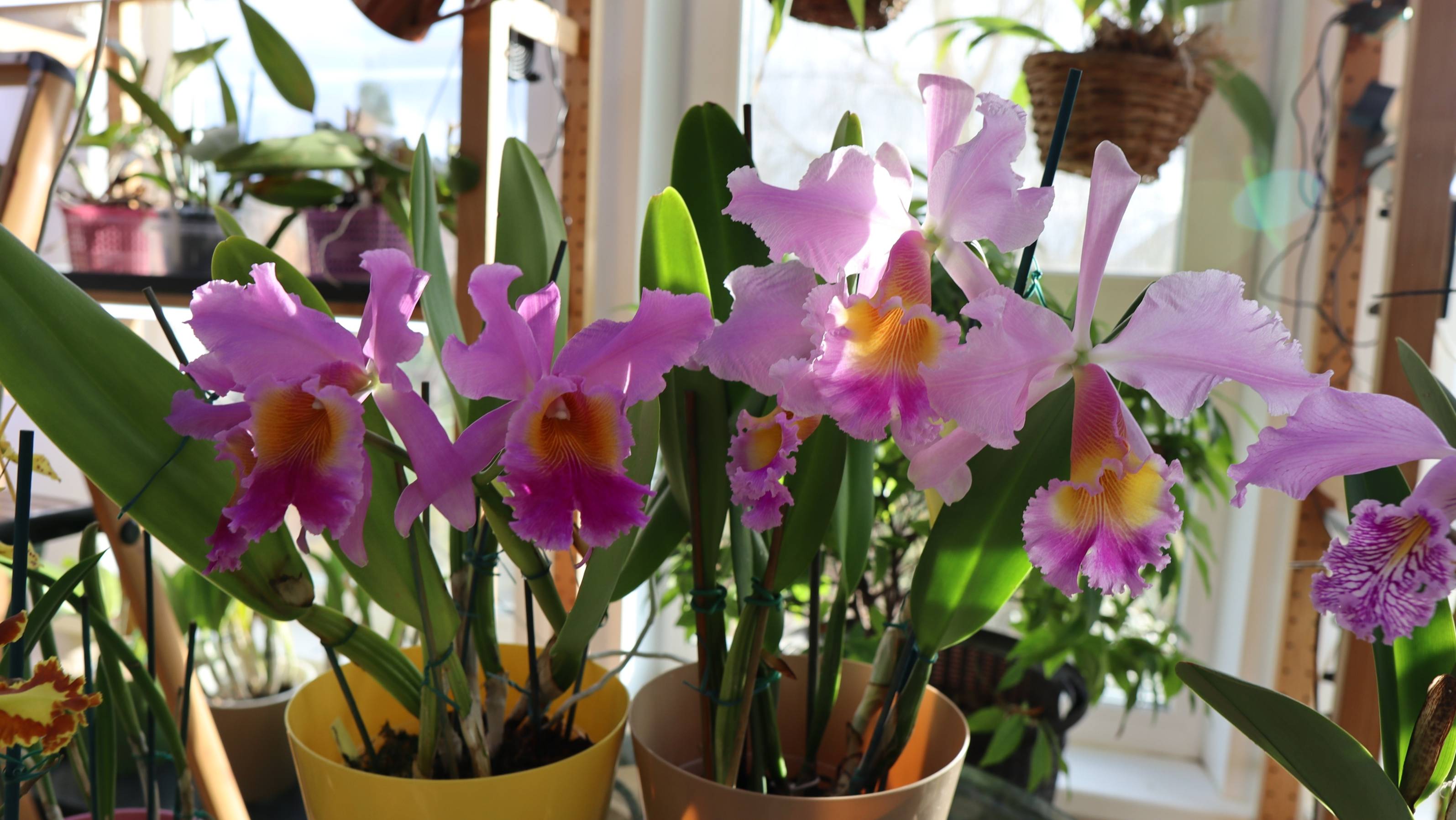 Cattleya Maggie Raphael и Cattleya Fabia. Колумбийские гибриды с участием Cattleya dowiana.