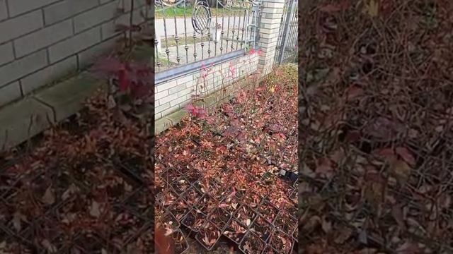 Саженцы брусники Аммерланд. Коралл. Ред Перл с питомника Small Gardens