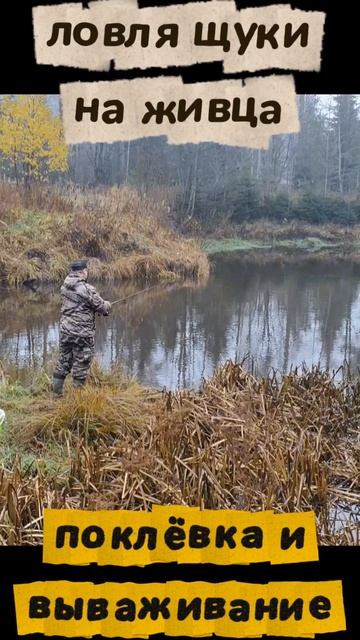 Ловля щуки на живца. Поклёвка и вываживание щуки.