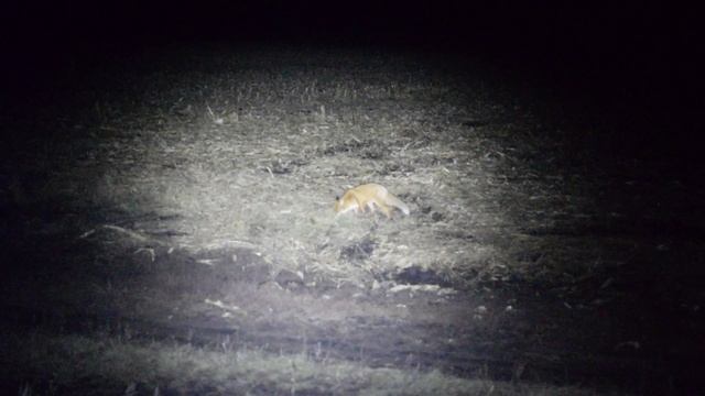 Лиса (ускор)