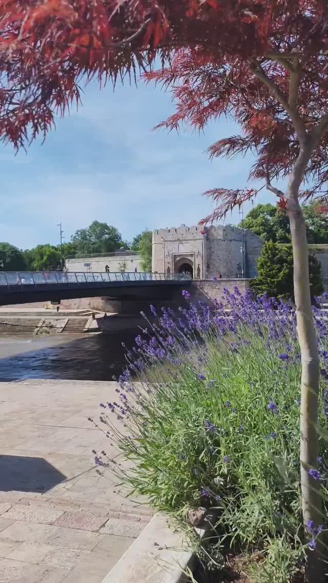 Прогулка по Нишу. Сербия #прогулка #весна #цветы #терапияприродой #путешествия