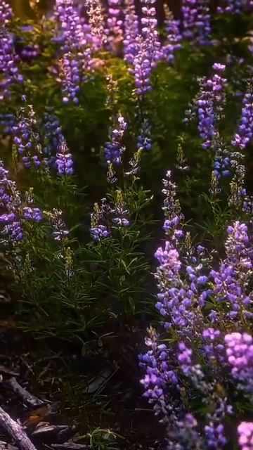 video_5240932699201074985