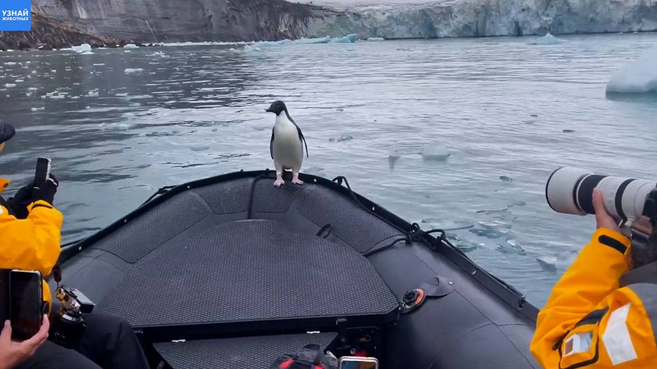 Пингвин запрыгнул в лодку, спасаясь от стаи косаток