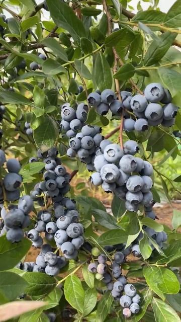 Саженцы голубики Ранние Средние и Поздние сорта с питомника Small Gardens