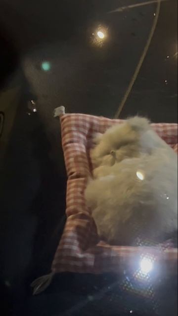 Котенок на торпедо автомобиля.