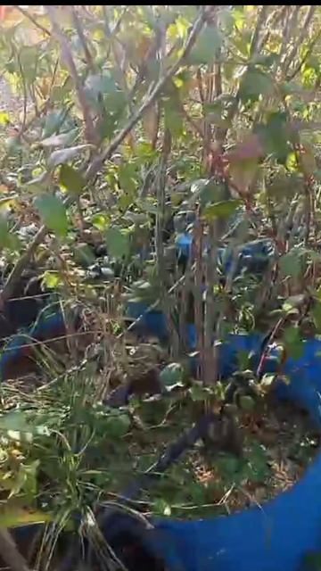 Саженцы голубики Ранние Средние и Поздние сорта Small Gardens