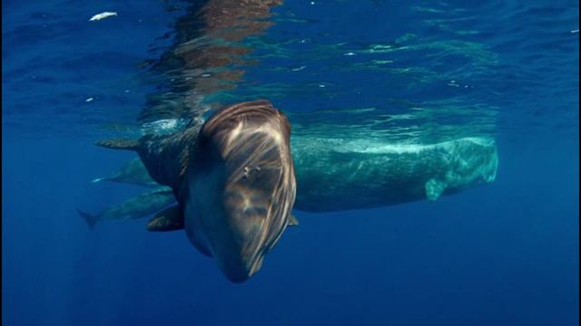 Дикая природа - Музыка для отдыха (релакс)