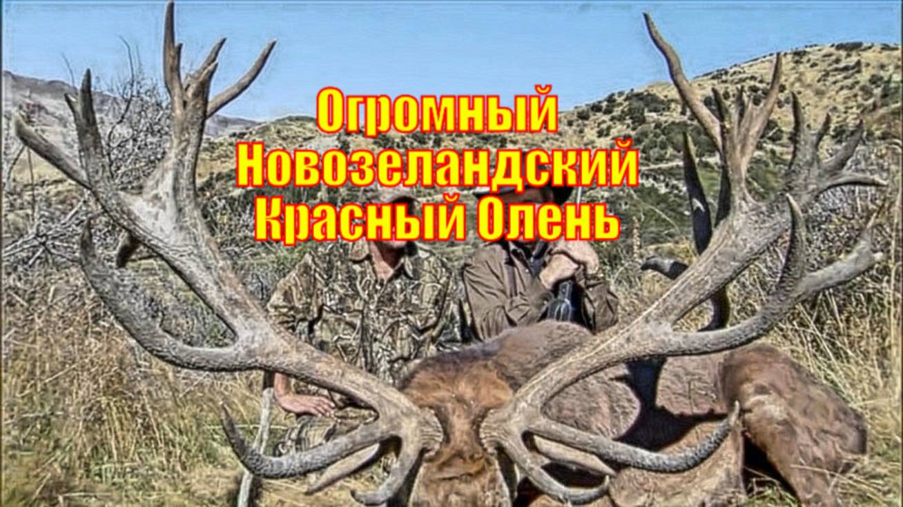 Огромный Новозеландский Красный Олень
