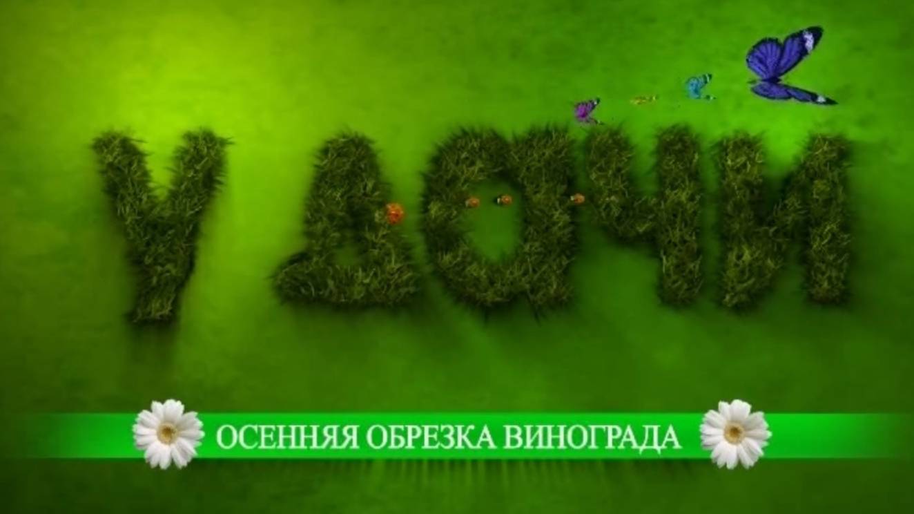 У ДАЧИ. ОСЕННЯЯ ОБРЕЗКА ВИНОГРАДА