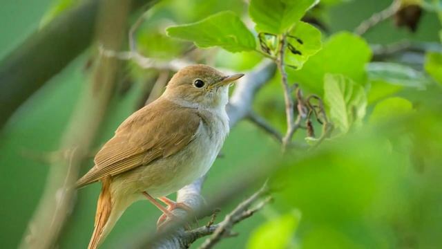 Дикая природа - пение соловья (релакс)