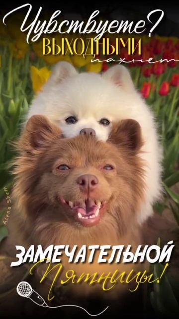 С пятницей. Музыкальная открытка пожелание.