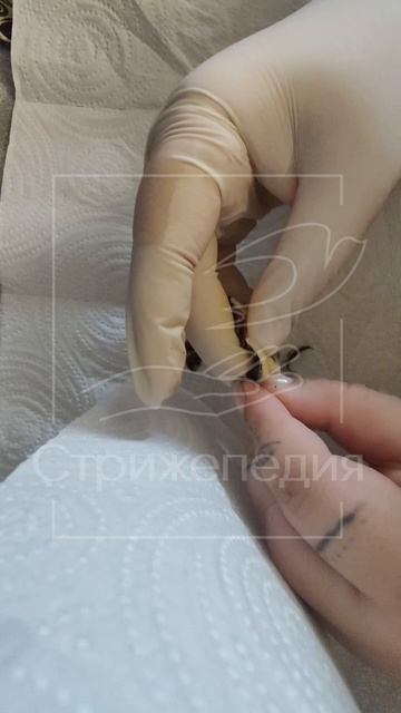 Разделка шеститочечного таракана для кормления стрижа