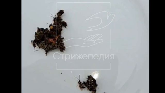 Болюс стрижа