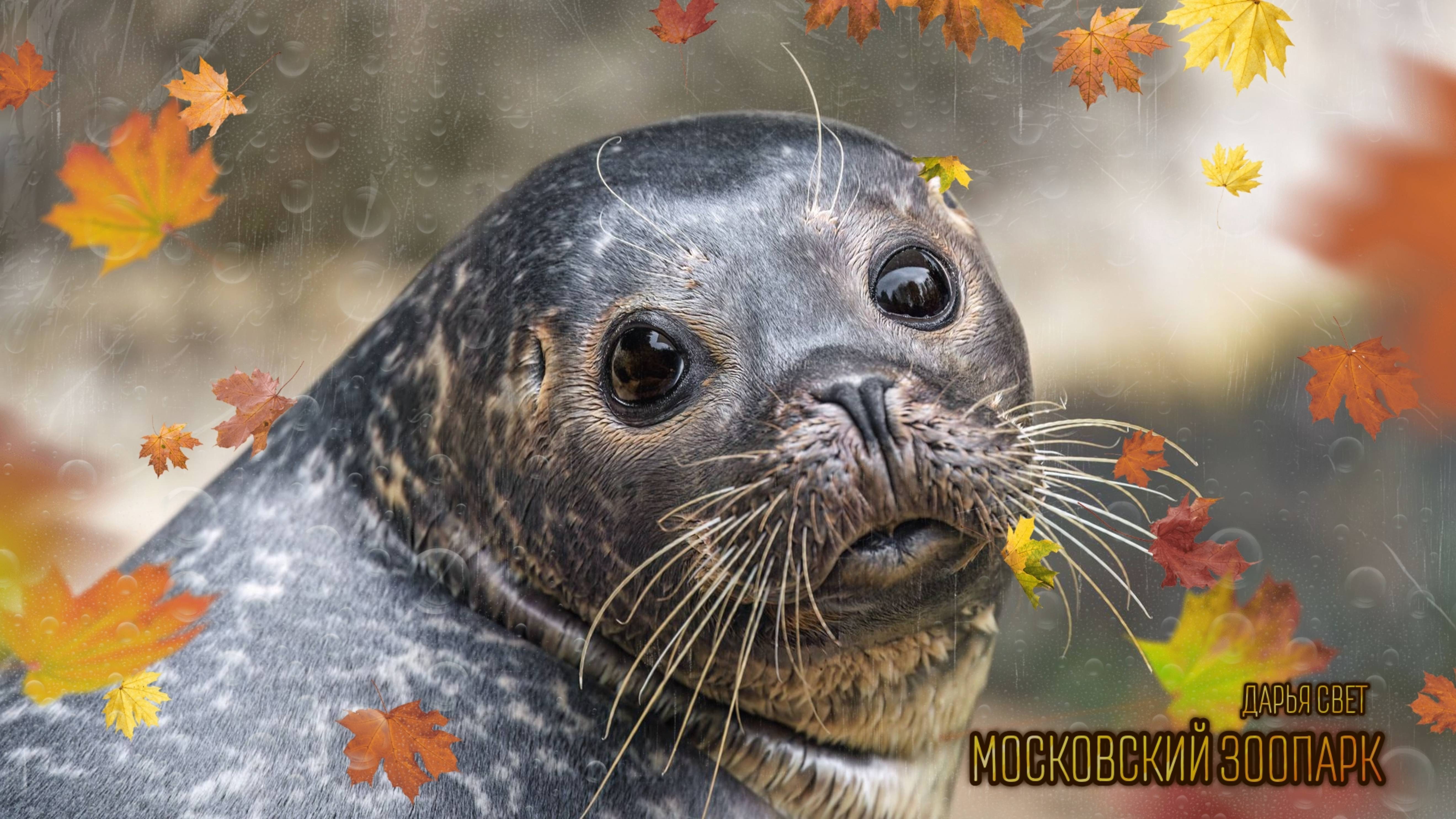 Морж, тюлень и ларга. Ластоногие. Милые пухляши. Московский зоопарк. Осень 2025