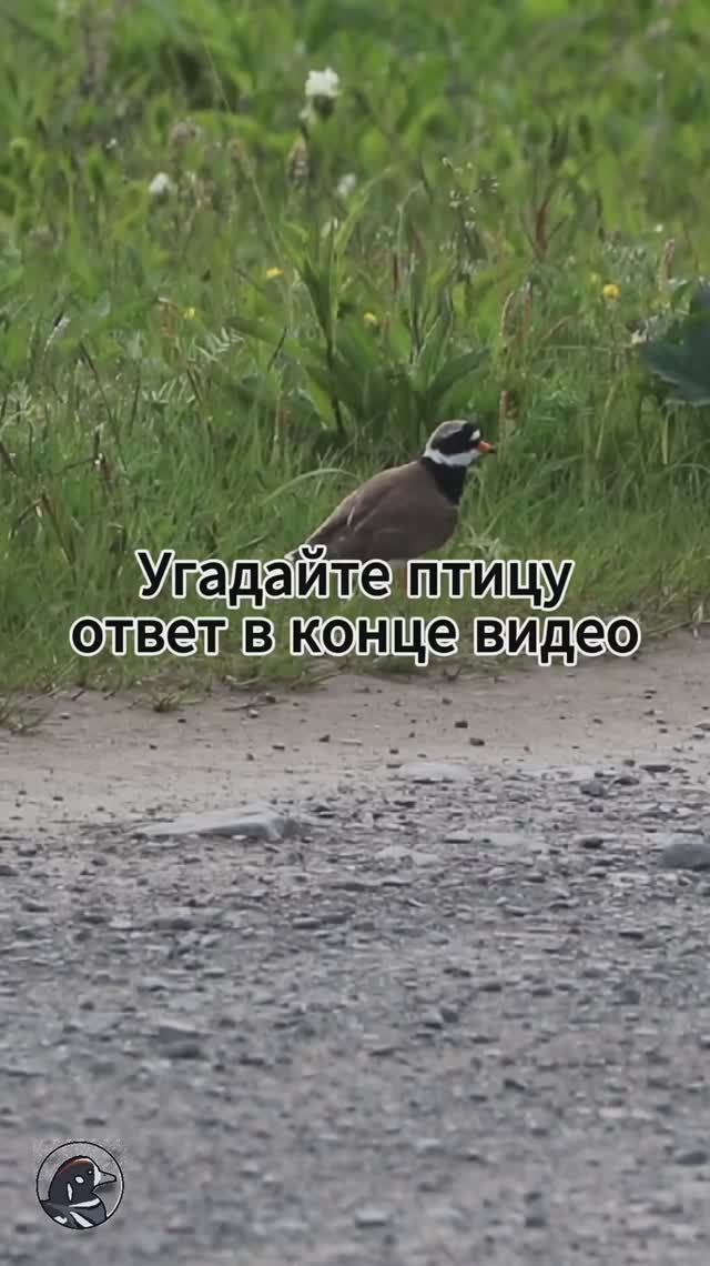 Птицы России - Загадка 25