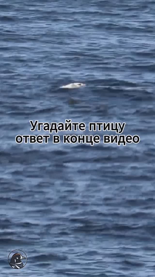 Птицы России - Загадка 24