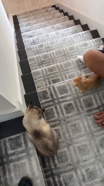 Атака:100 Урон 0