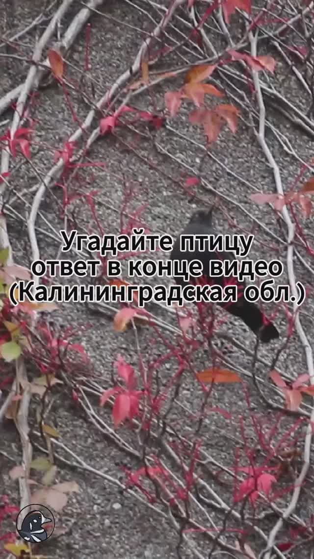 Птицы России - Загадка 9